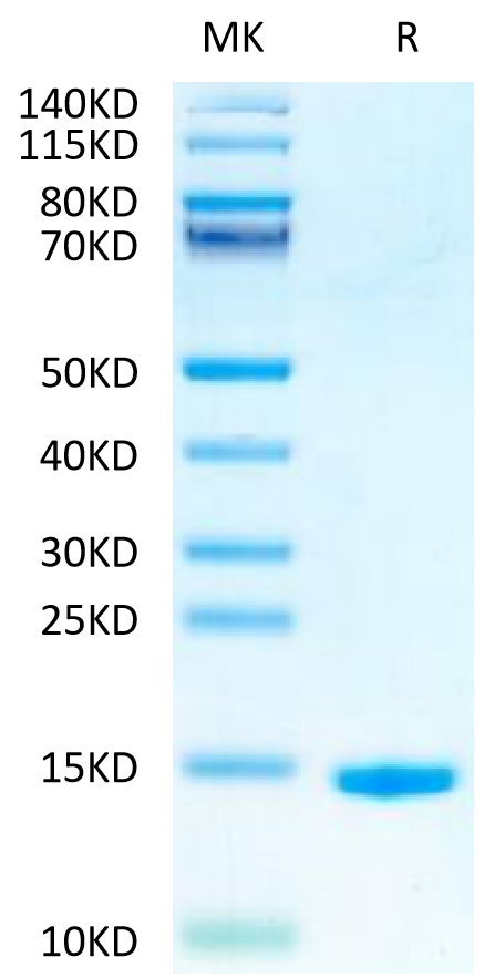 Mouse GM-CSF Protein (GSF-ME001) – KACTUS