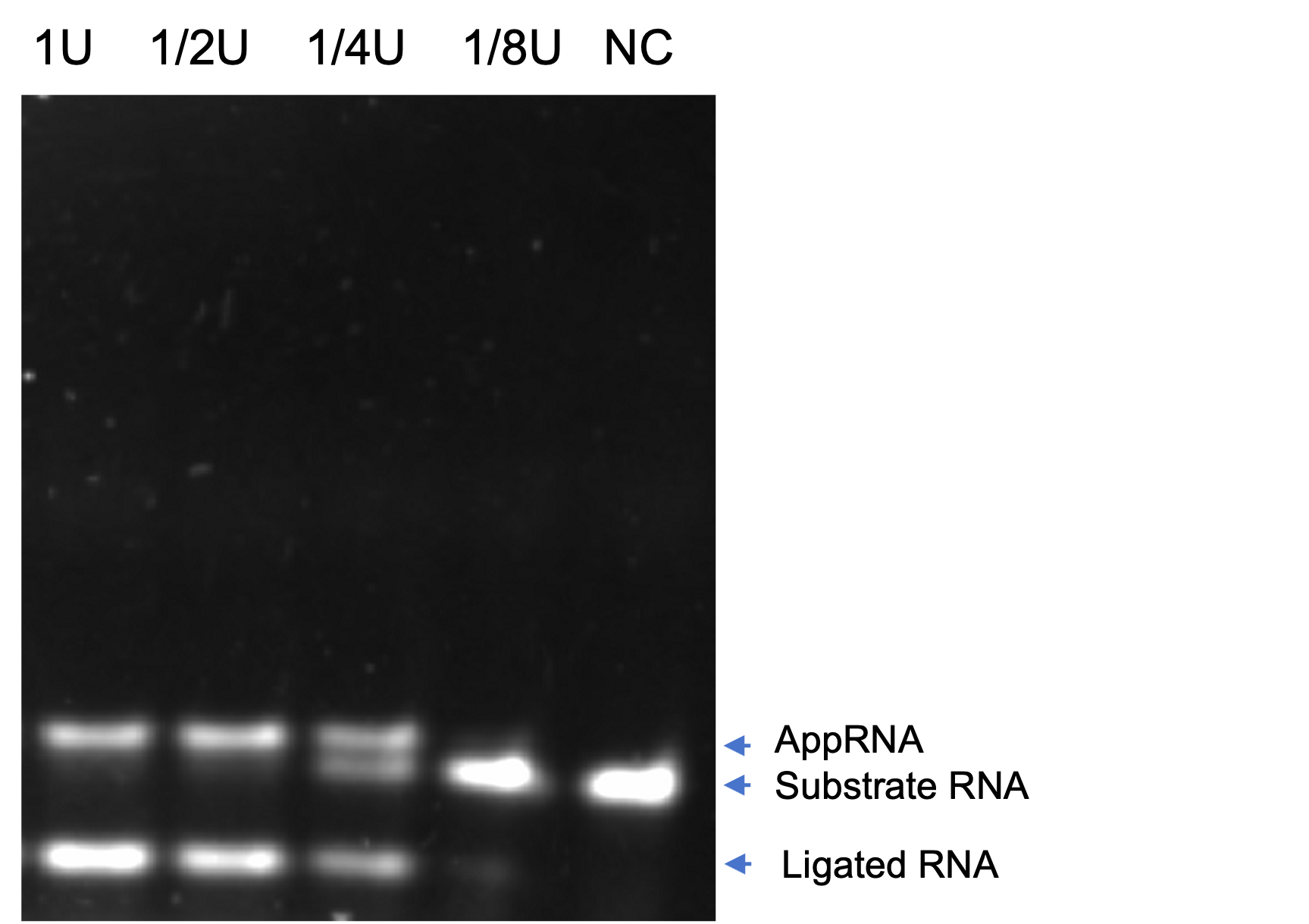 T4 RNA Ligase II (TRL-BE103) | KACTUS