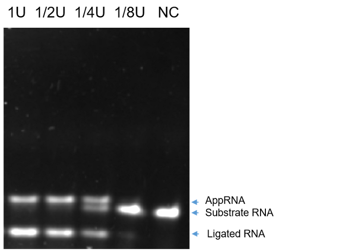 T4 RNA Ligase II (High Concentration) (TRL-BE104) – KACTUS